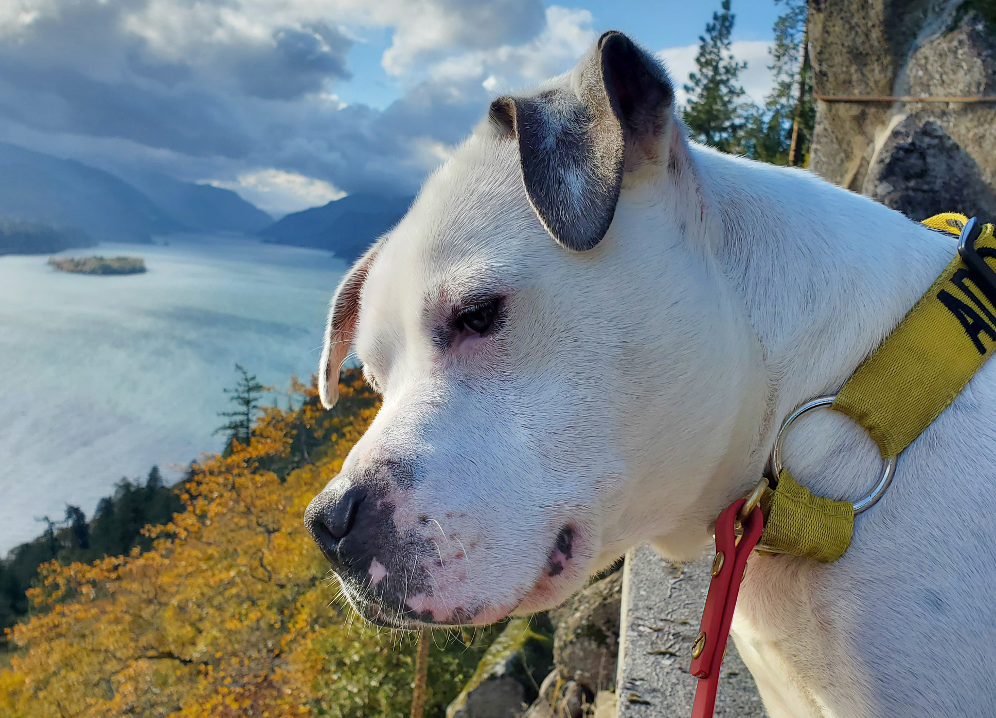 Merlin Finds His Furever Home in the Gorge - Hood River Adopt A Dog